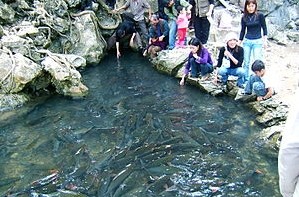 Der Bach “Magischer Fisch“ in Thanh Hoa