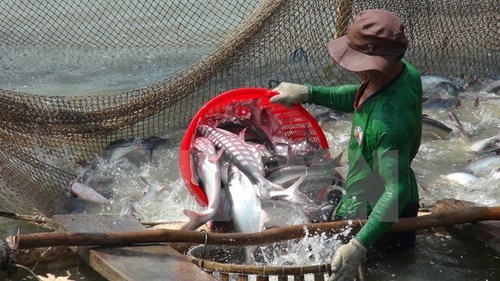USDA’s inspection program on Vietnamese tra, basa fish unnecessary