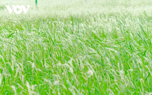Blooming beauty of Co Lau flowers in Hanoi