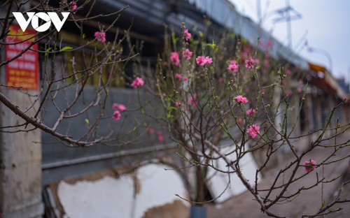 Peach blossoms signal first sign of Tet in Hanoi