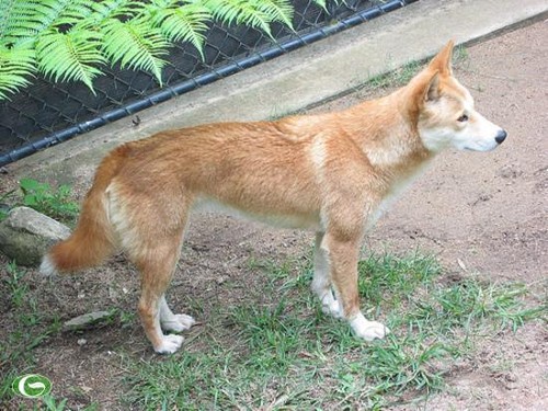 Quels sont les chiens vietnamiens?