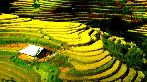 Terraced field farming culture in northern Vietnam