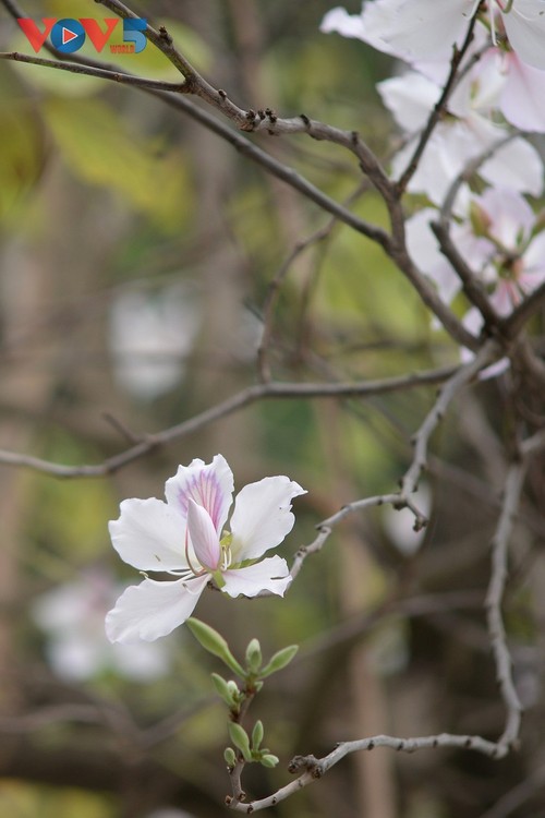 Ban flowers in full bloom in Hanoi