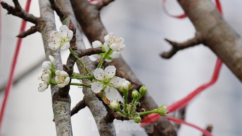 Streets of Hanoi covered in stunning wild pear flowers ahead of Tet