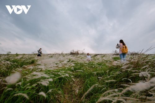 Young people flock to white reed field in Long Bien district for ...