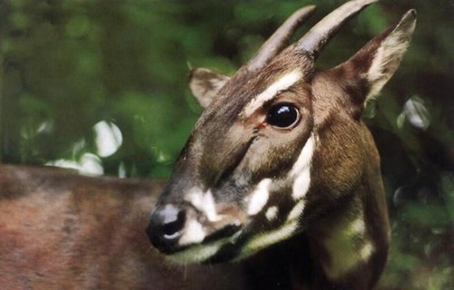 Quang Binh works to save Saola from brink of extinction