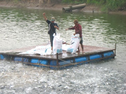 Vietnamese businesses strictly control Tra, Basa fish farming